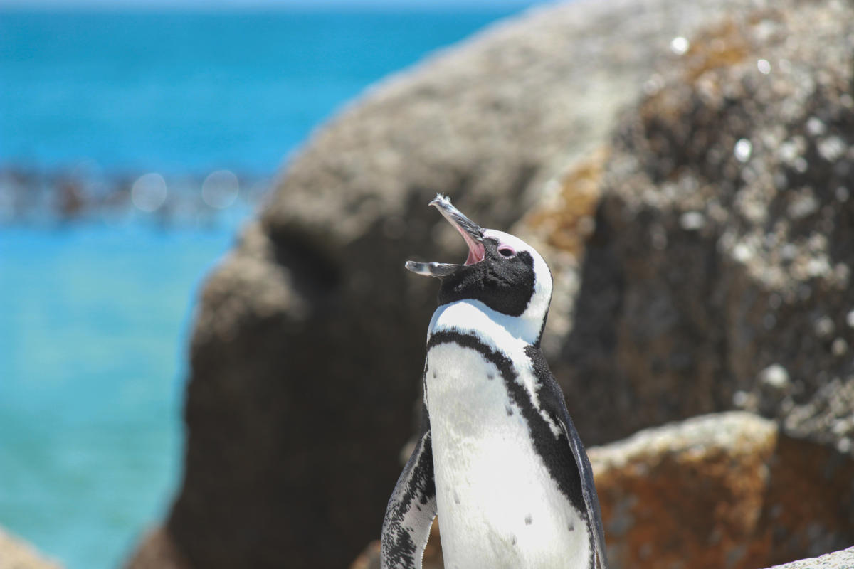 Oracle Woos Red Hat Users With Autonomous Linux Linux Punx 